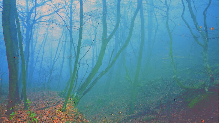 Down in the swampy lowlands