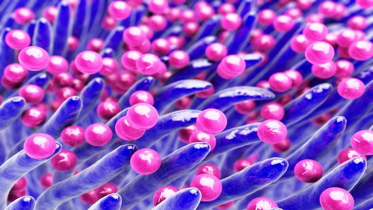 Why more women die of bacteraemia