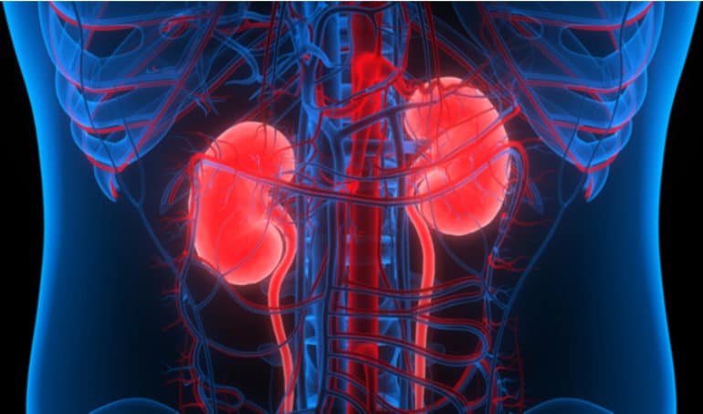 Stem-cell derived kidneys