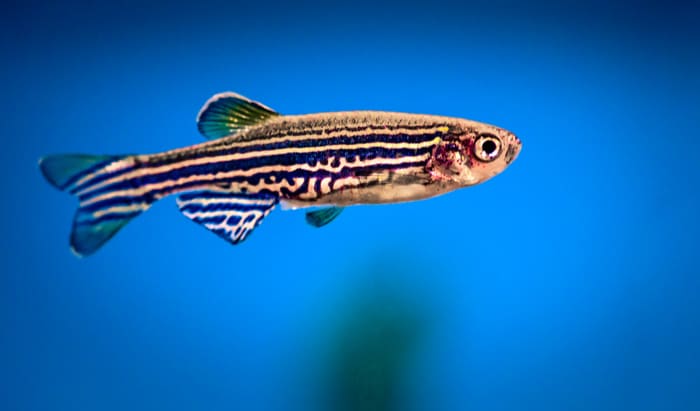 University of Queensland: fish give insight on sound sensitivity in autism