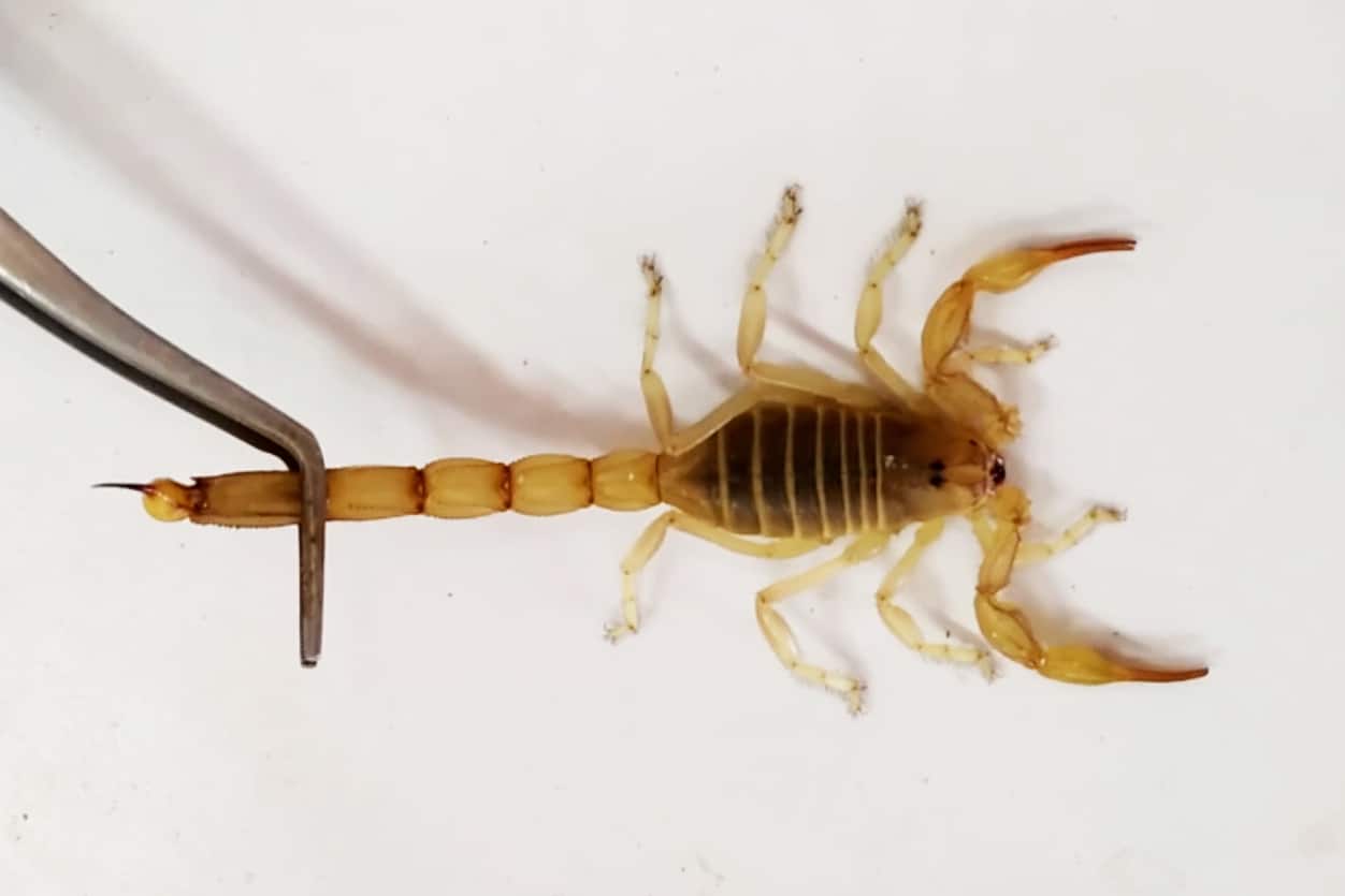 Scorpion sting might save lives from coronavirus