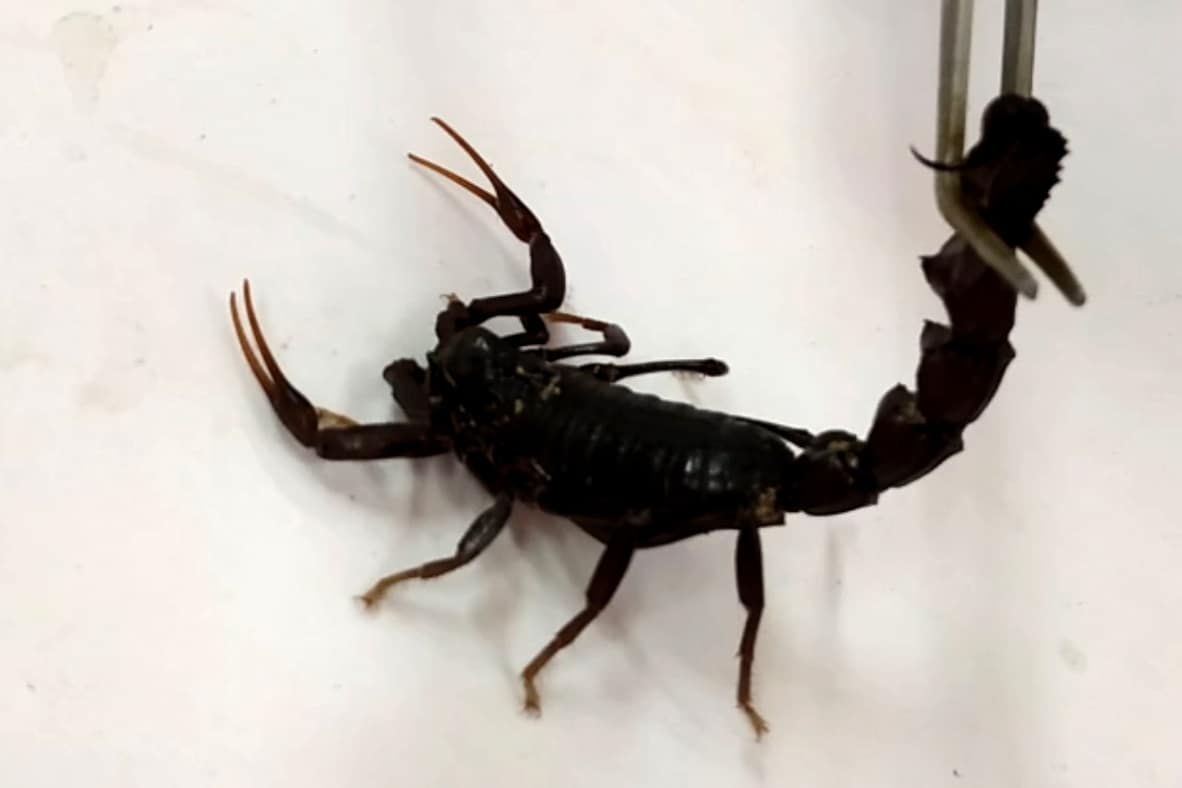 Scorpion sting might save lives from coronavirus