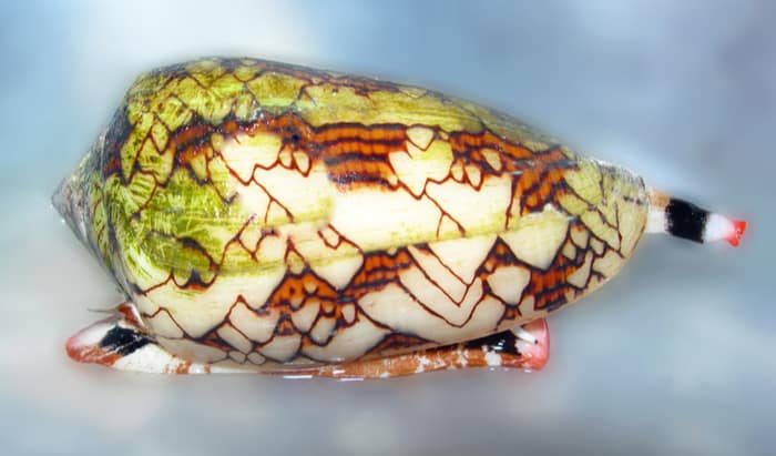 Analgesic power potential of venom