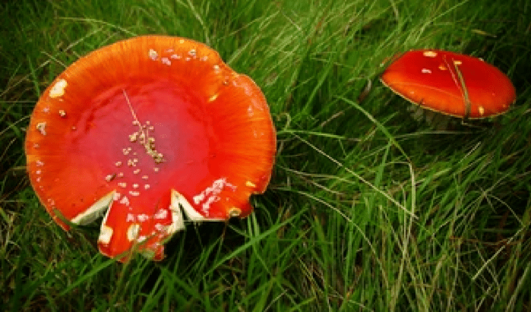 Metal shows its steel against fungal infections