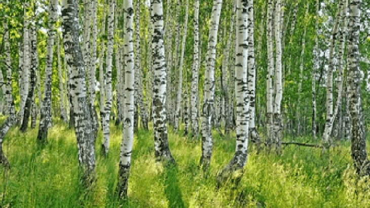 Dancing with Trees, a new immersive exhibition