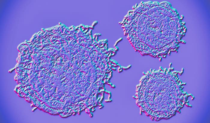 Cancer cells shrink or super-size to survive