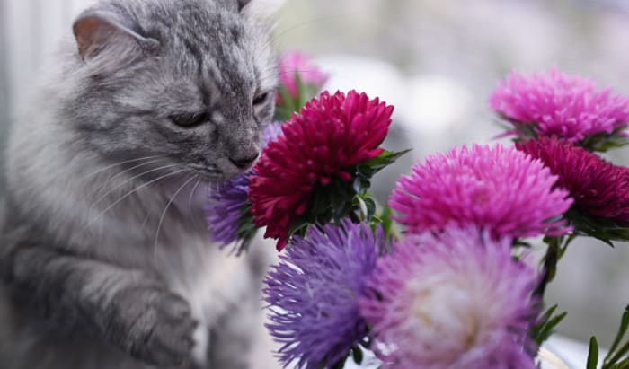 The secret behind your cat’s sense of smell