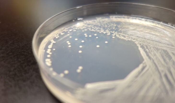 Scientists construct a synthetic yeast genome Scientists construct a synthetic yeast genome