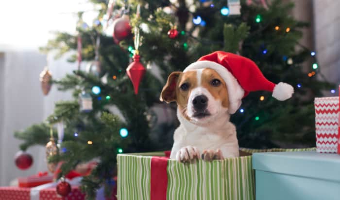 How to have a pet-friendly Christmas