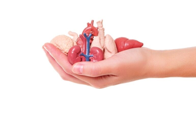 Lab-Grown Mini Organs to Speed Up Disease Treatments